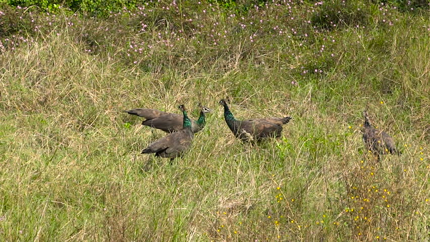 Four Peacocks Fighting Each Other Stock Footage Video (100% Royalty ...