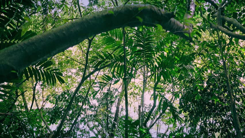 Moving Through Rainforest in the Stock Footage Video (100% Royalty-free ...
