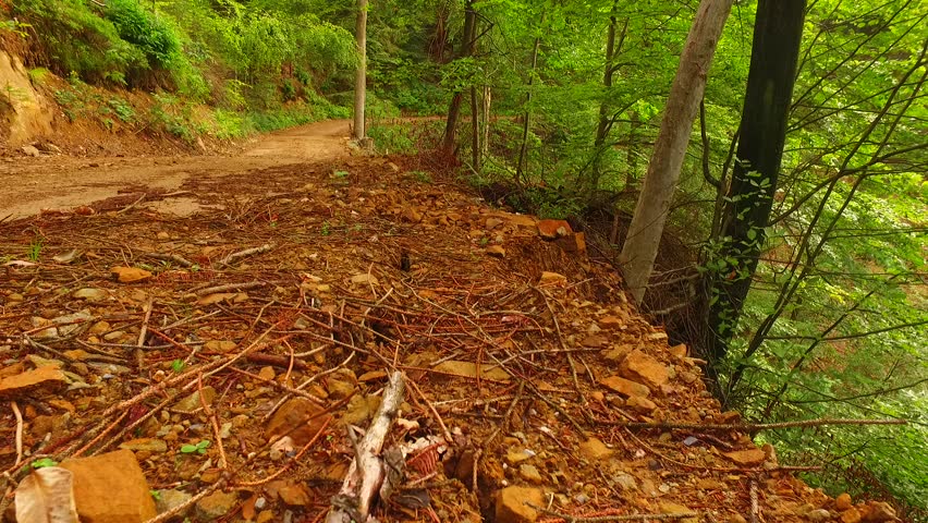 dangerous path green forest Stock Footage Video (100% Royalty-free ...