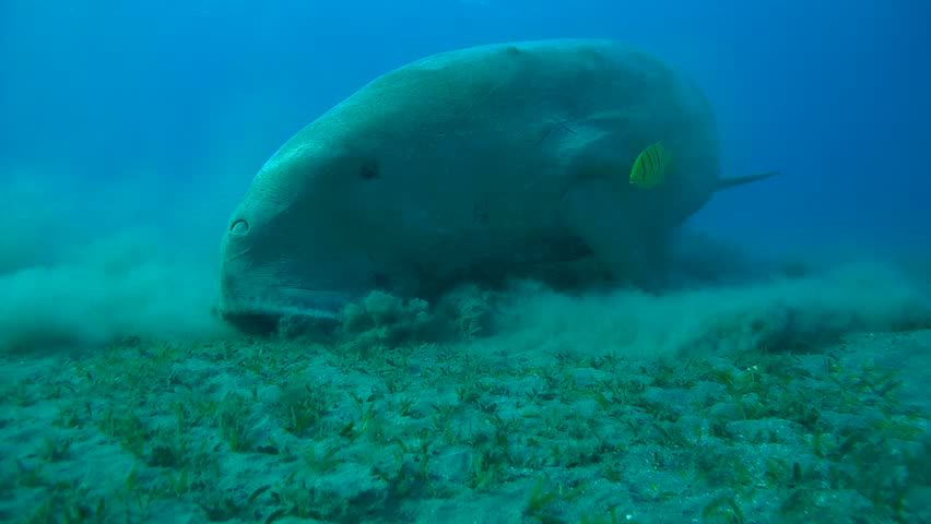 dugong sea cow - dugon eating Stock Footage Video (100% Royalty-free ...