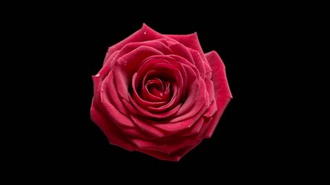 Red Rose Isolated On White Background Stock Photo (Edit Now) 235388551