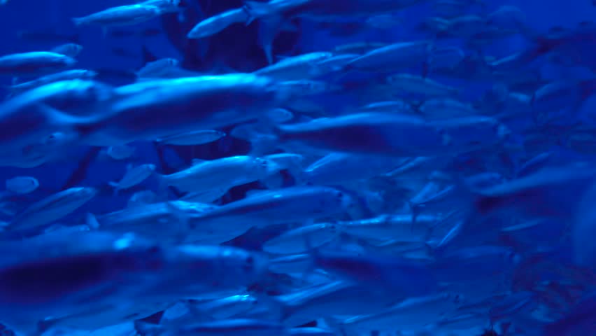 European Sprat, Sprattus Sprattus, also Stock Footage Video (100% ...