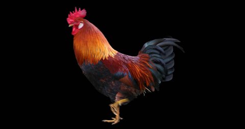 hermoso gallo masculino aislado en fondo: foto de stock (editar ahora ...