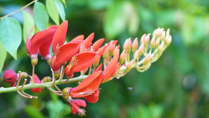 closeup bidwell's coral treeerythrina variegata sect Stock Footage ...