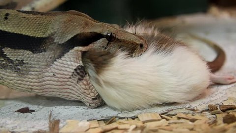 Koala Phascolarctos Cinereus Sitting Eucalyptus Tree Stock Photo ...