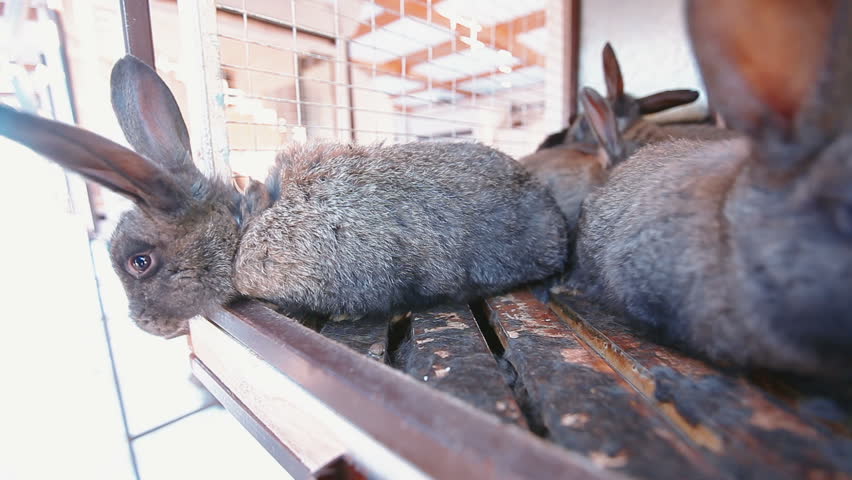 rabbits sniffing camera Stock Footage Video (100% Royalty-free ...
