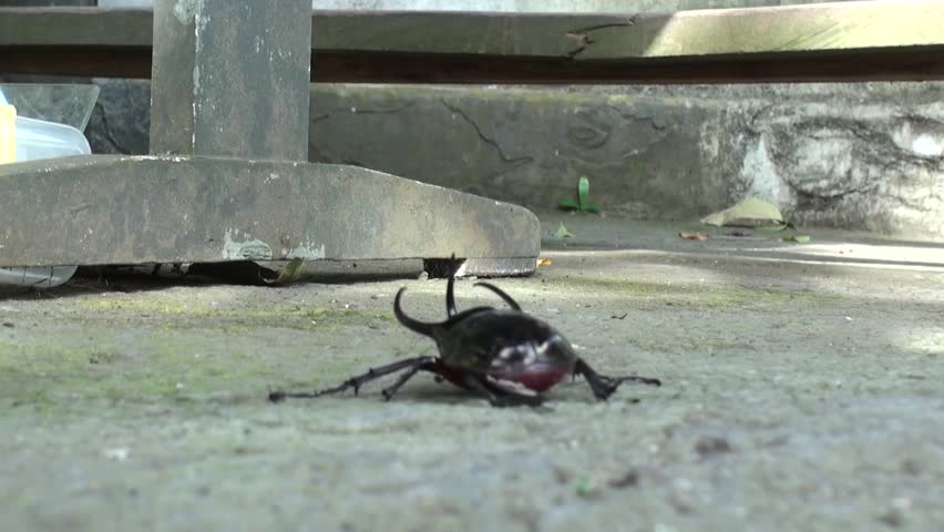 black beetle running Stock Footage Video (100% Royalty-free) 1992664 ...