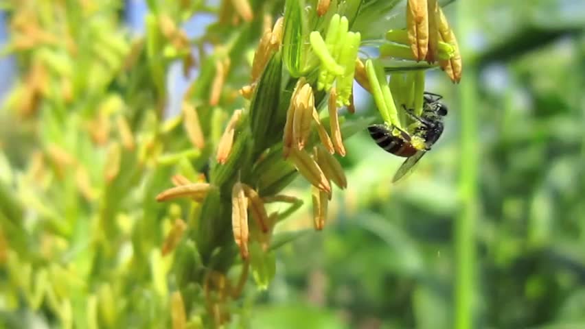 bee pollination on corn flowers Stock Footage Video (100% Royalty-free ...