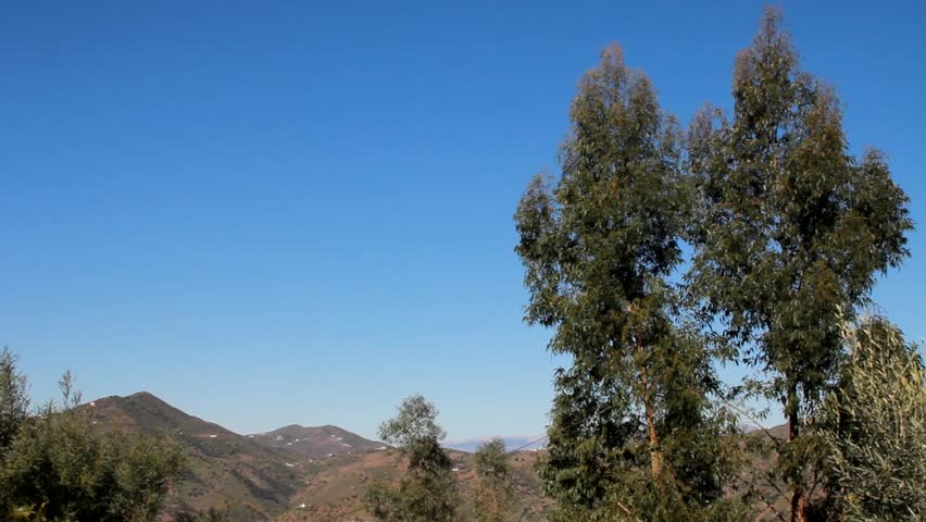 Timber! Cutting Down an Eucalyptus Stock Footage Video (100% Royalty ...