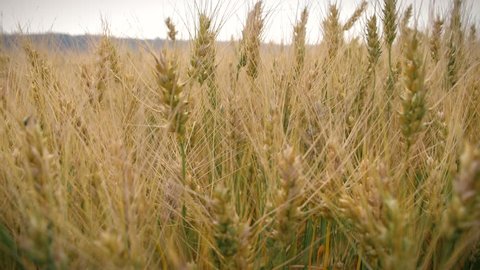 Rack Focus Wheat Field Static Farm Stock Footage Video (100% Royalty ...
