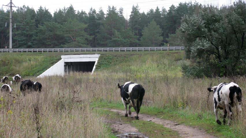cows go tunnel under road afternoon Stock Footage Video (100% Royalty ...