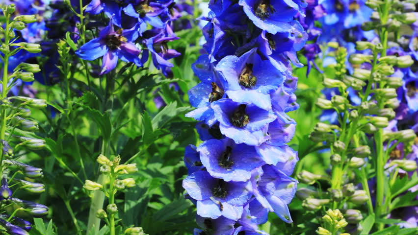 Close-up of Delphinium Flowers Stock Footage Video (100% Royalty-free ...