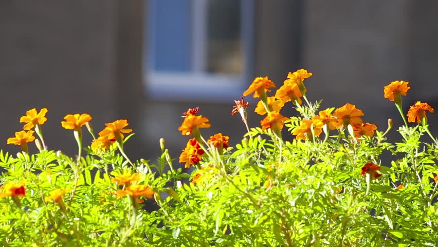 45 Marigold window Stock Video Footage - 4K and HD Video Clips ...