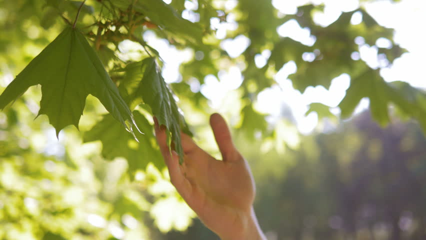 Close-up of Hand Touching Tree Stock Footage Video (100% Royalty-free ...