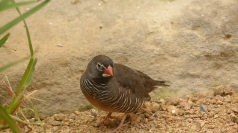 African Quailfinch Spectacled Quailfinch Whitechinned Quailfinch Stock ...