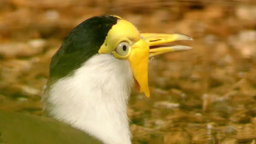 Spur Winged Plover - Vanellus miles image - Free stock photo - Public ...