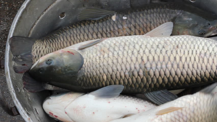 Freshwater Fish, Grass Carp in Stock Footage Video (100% Royalty-free ...