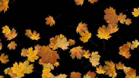 Falling Autumn Leaves Alpha Channel Stock Footage Video (100% Royalty ...