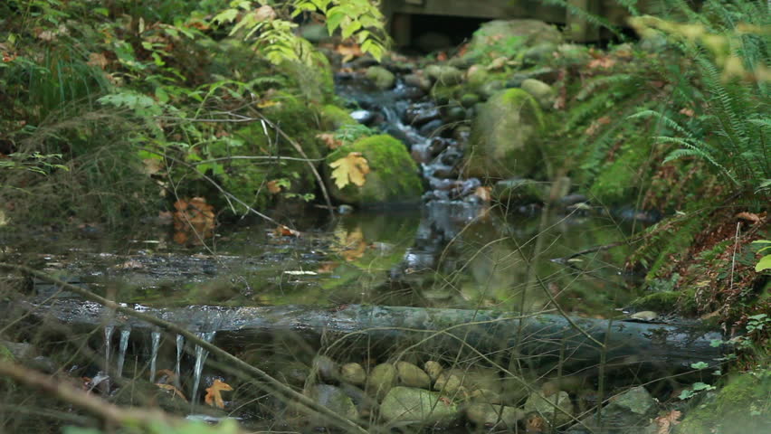 Focus Shift from Trickling Stream Stock Footage Video (100% Royalty ...