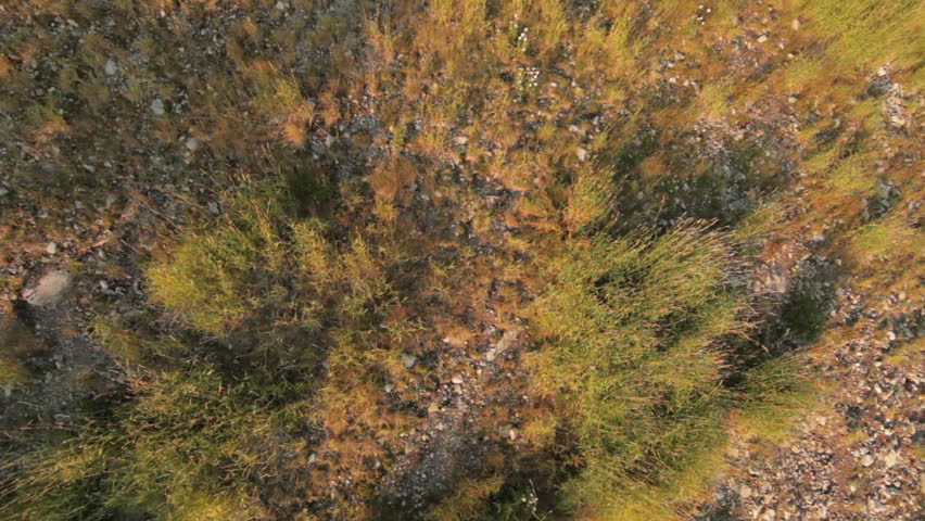 Grassy Forest Floor. Stock Footage Video (100% Royalty-free) 2017612 ...