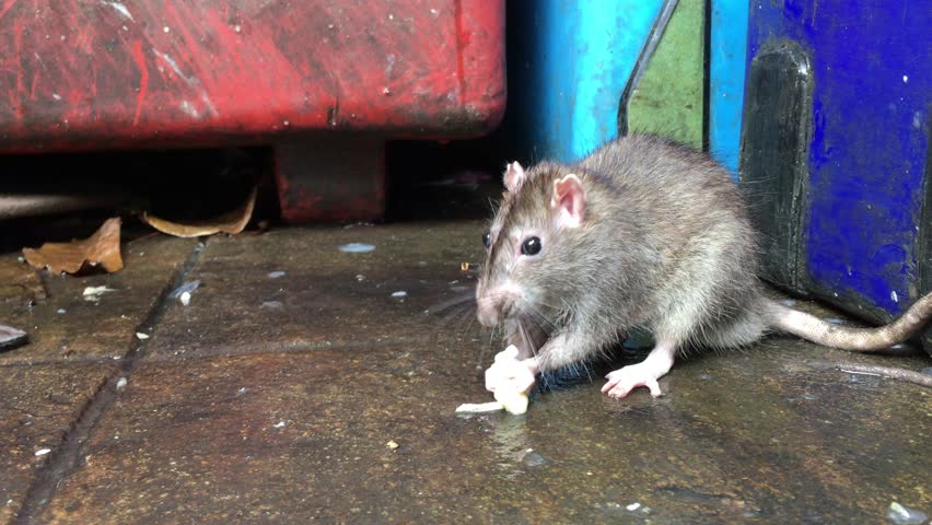 brown rat eating chicken fresh market Stock Footage Video (100% Royalty ...