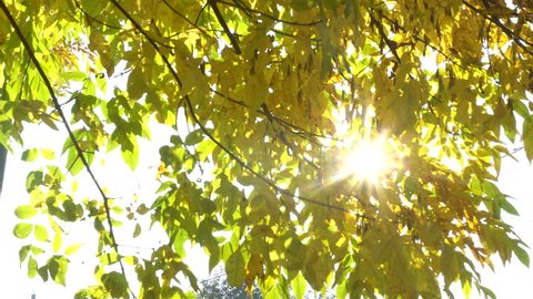 Sunlight Through Tree Leaves Summer Day Stock Footage Video (100% ...