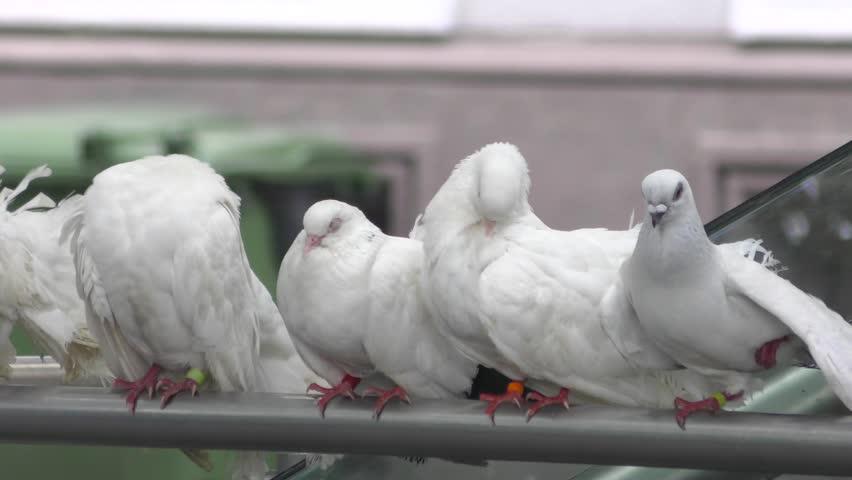 Beautiful White Doves with Fluffy Stock Footage Video (100% Royalty ...