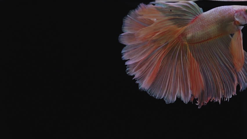Colourful Thai Fighting Fish or Stock Footage Video (100% Royalty-free ...