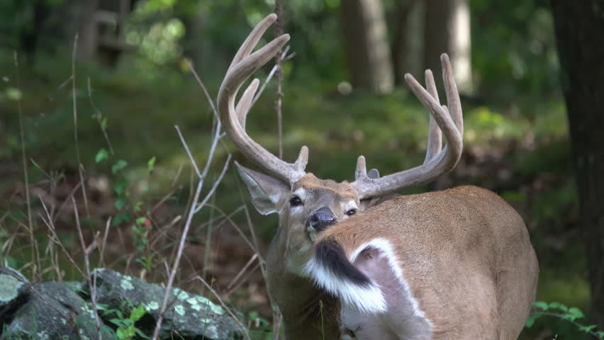scene buck woods new england Stock Footage Video (100% Royalty-free ...