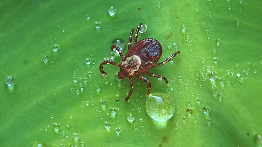 Tick Feeding Stock Video Footage - 4K and HD Video Clips | Shutterstock