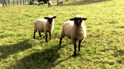Five Sheep Field On Misty Morning Stock Photo 1062248078 | Shutterstock
