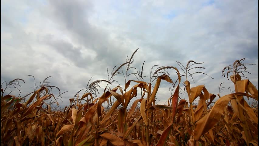 Time Lapse: Corn Field at Stock Footage Video (100% Royalty-free ...