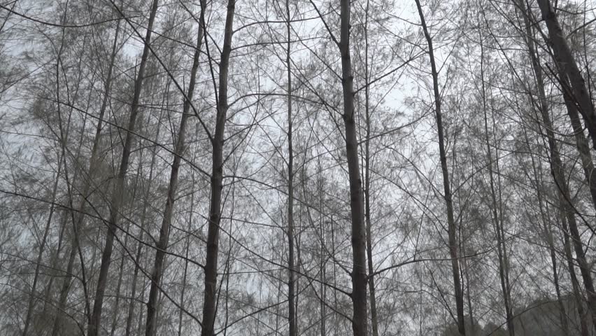 Pine Tree Windy Waving Stock Footage Video (100% Royalty-free) 20304727 ...