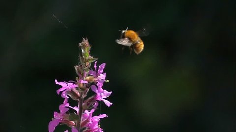 Bumblebee Bee Wind Stock Footage Video (100% Royalty-free) 20314762 ...