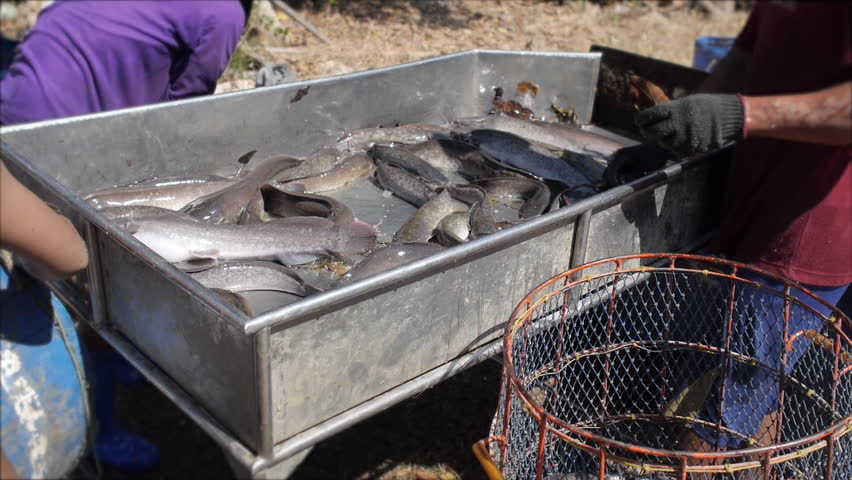 Fishing Sorting Table . Thai Stock Footage Video (100% Royalty-free ...