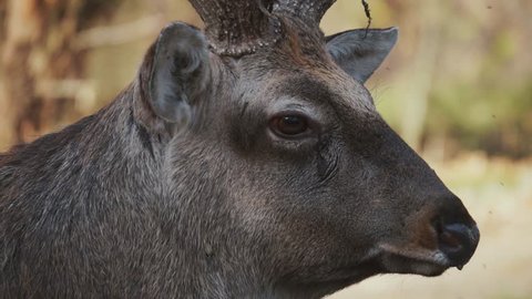 Muzzle Great Horned Stag Wild Stock Footage Video (100% Royalty-free ...