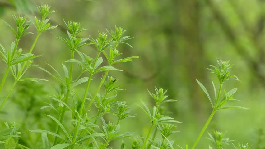 galium aparine many common names including Stock Footage Video (100% ...