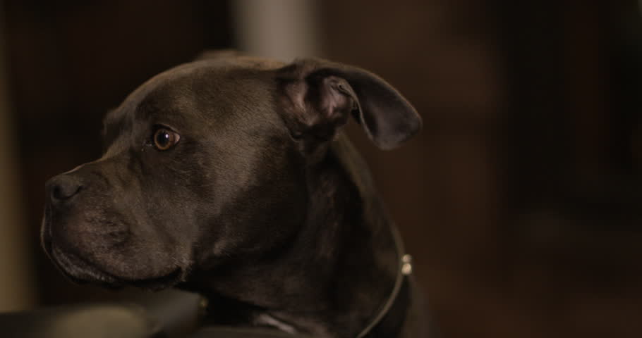 4k Portrait of Cute Bull Stock Footage Video (100% Royalty-free ...