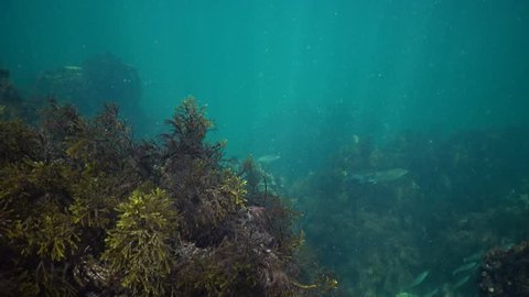 Cystoseira Genus Brown Algae Order Fucales Stock Footage Video (100% ...