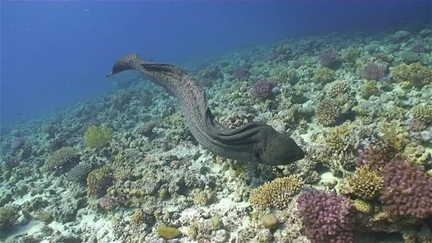 Giant Moray Eel Swimming at Stock Footage Video (100% Royalty-free ...
