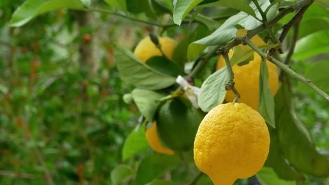 Harvest Ripe Juicy Lemons On Tree: Video có sẵn (100% miễn phí bản ...