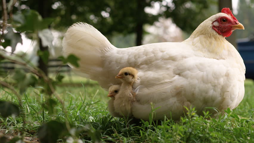 brooding hen covering chicks under her Stock Footage Video (100% ...