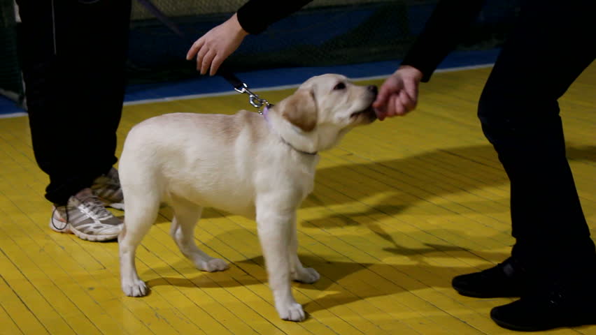 labrador puppy wags his tail Stock Footage Video (100% Royalty-free ...