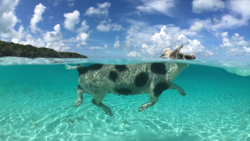Pig swimming in the tropical waters in the Bahamas image - Free stock ...