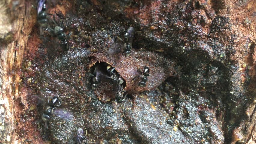 stingless honey bees meliponines nest beesor Stock Footage Video (100% ...