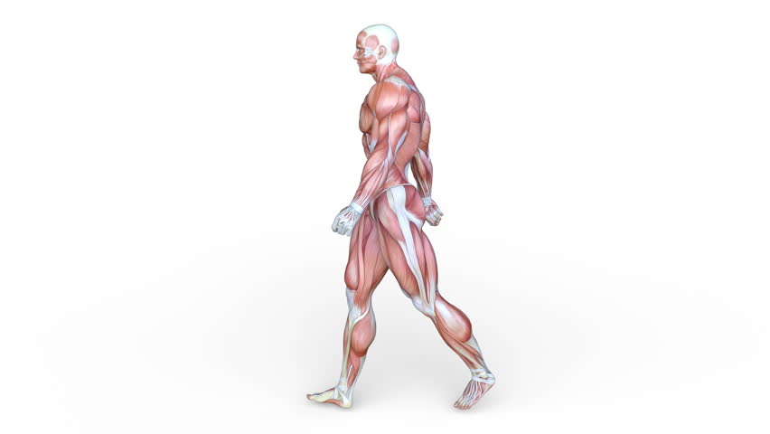 3d Cg Rendering Male Lay Figure Stock Footage Video (100% Royalty-free ...