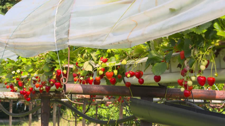 table-top strawberries - zoom in growing Stock Footage Video (100% ...