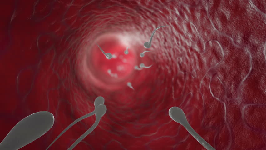 beautiful animation realistic flowing sperms traveling Stock Footage ...