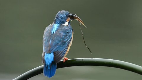 Common Kingfisher Beautiful Blue Bird Eating Stock Footage Video (100% ...