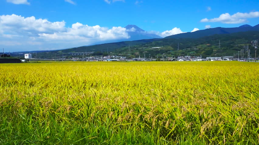 Japanese Agriculture Landscape of Ripe Stock Footage Video (100% ...
